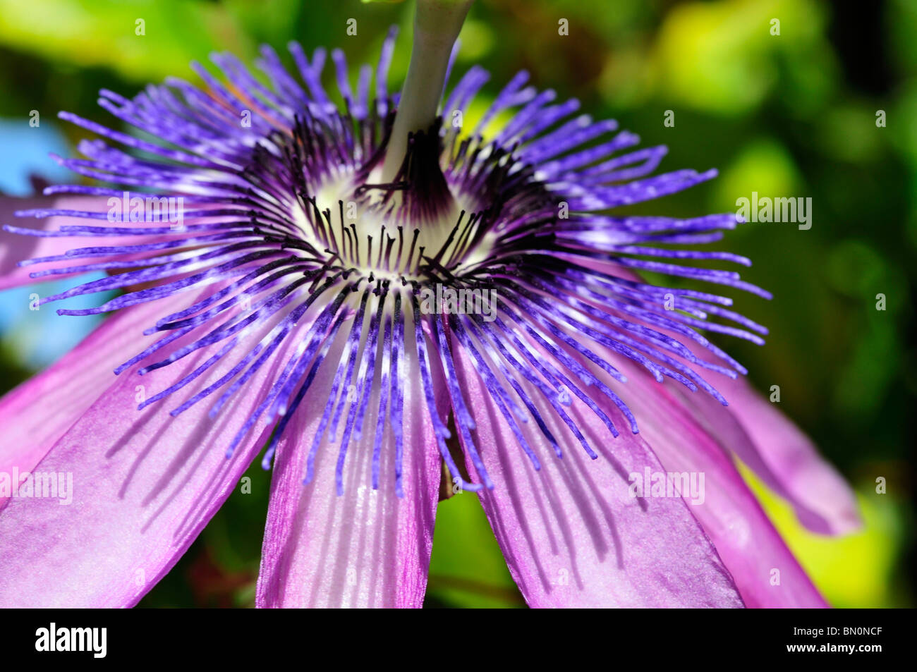 Passionflower detail hi-res stock photography and images - Alamy