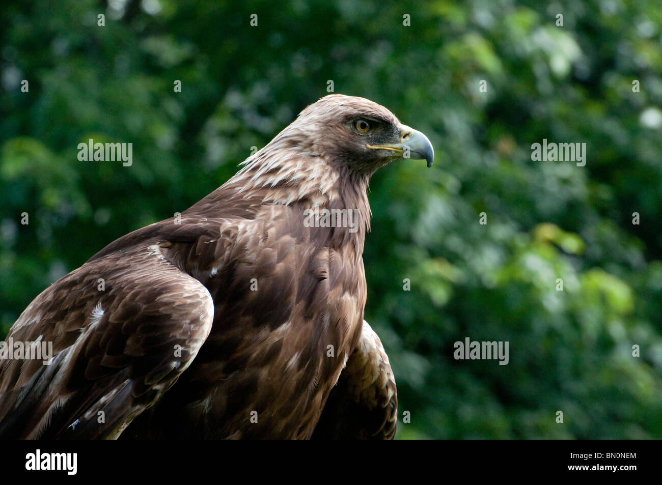 Opens its wings hi-res stock photography and images - Alamy