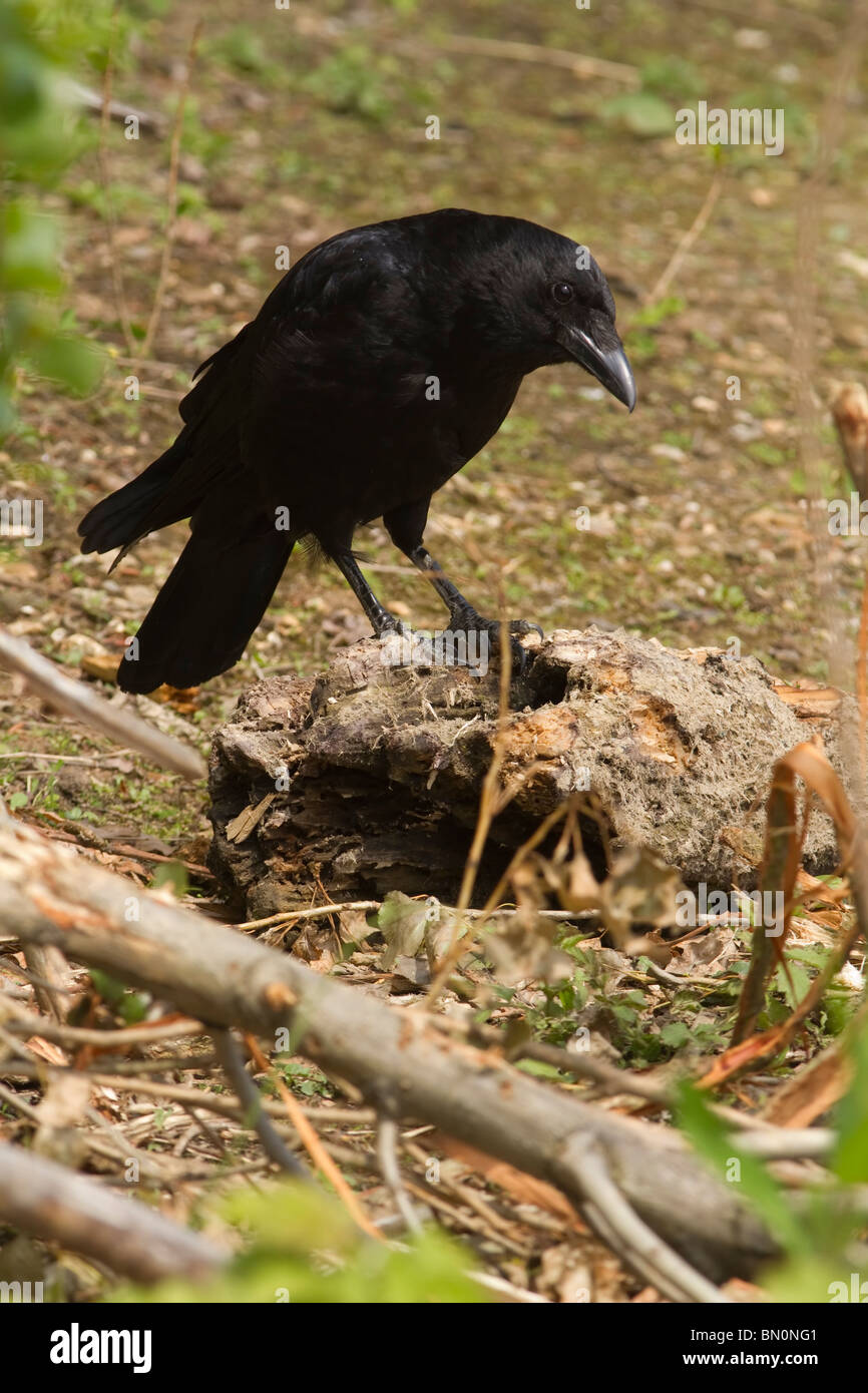 A carrion crow looking for insects on a dead log Stock Photo - Alamy