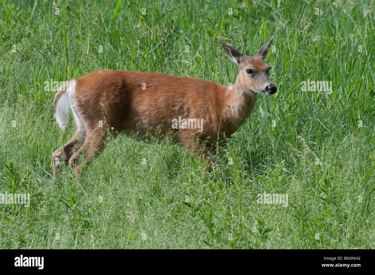 An cautious White-tailed Deer Stock Photo - Alamy
