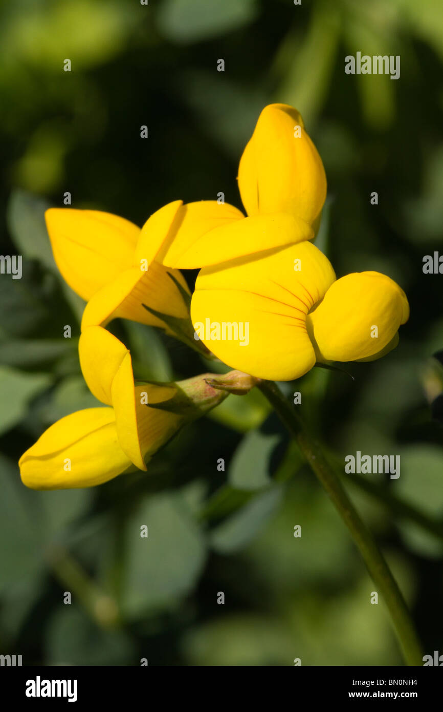 Trefoil hi-res stock photography and images - Alamy