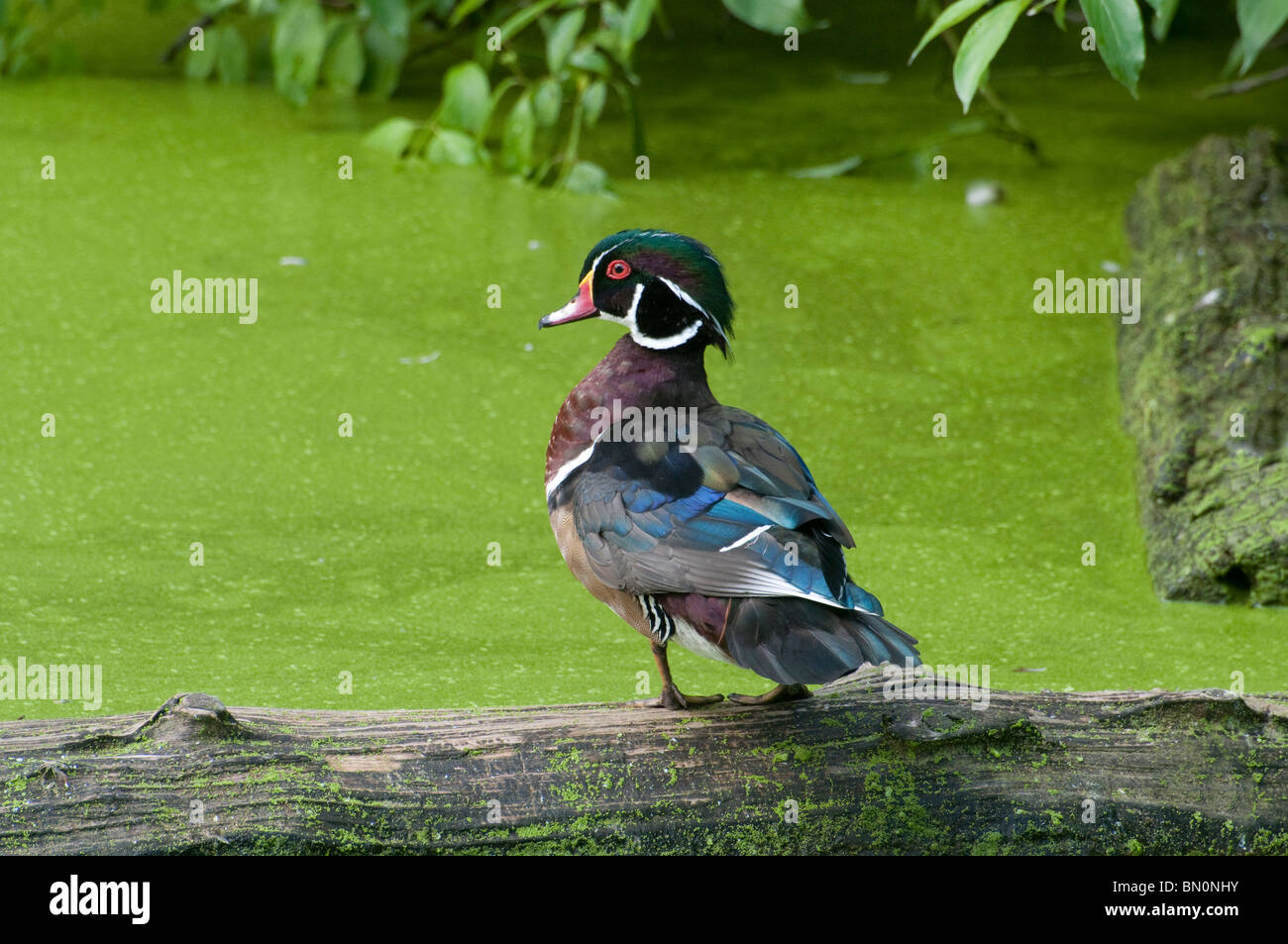 A male Wood Duck resting on a log Stock Photo - Alamy