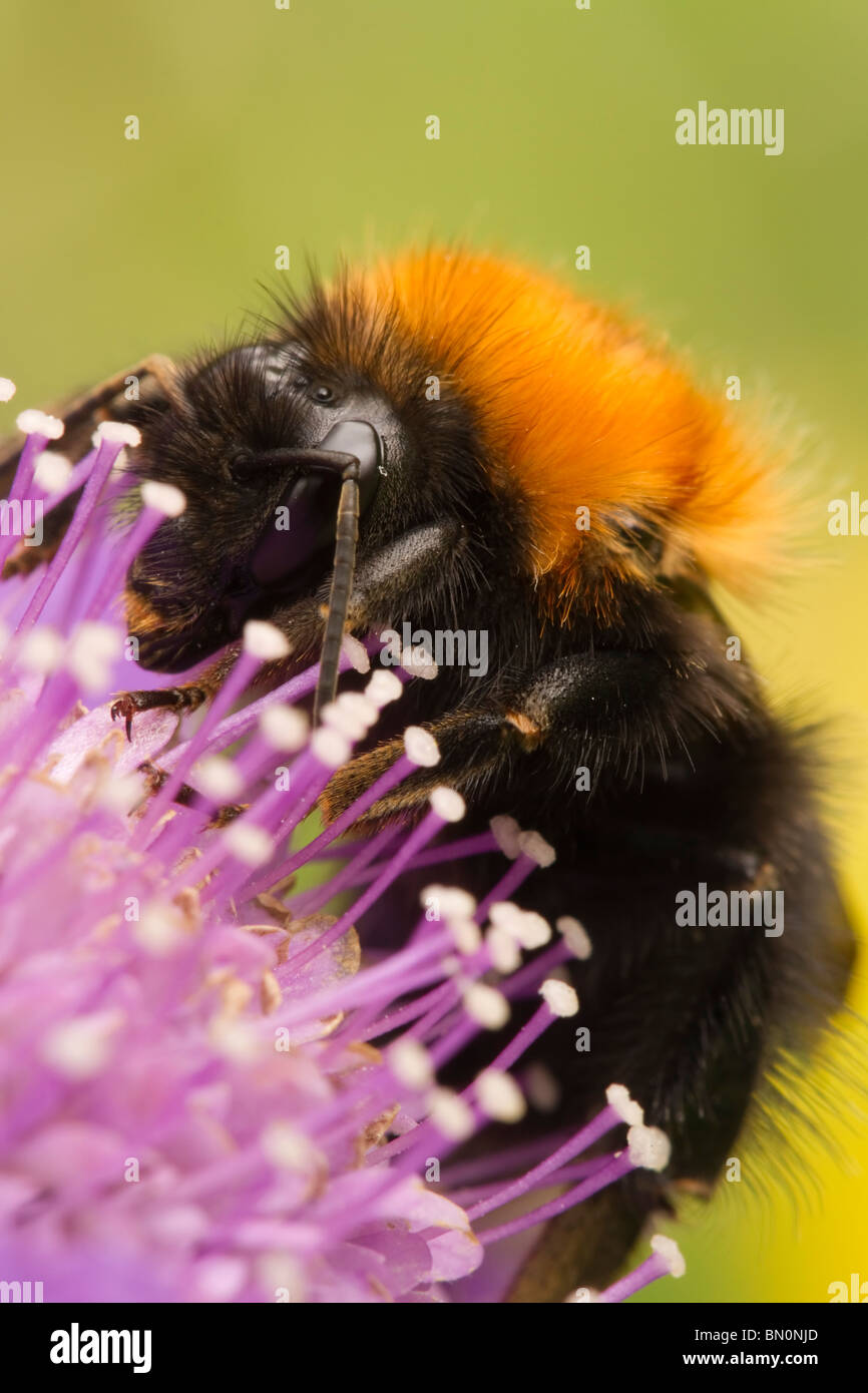 Bumblebee - Bombus hypnorum Stock Photo - Alamy