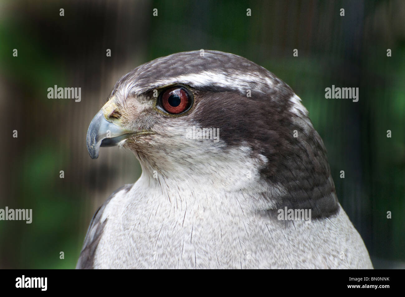 Northern goshawk accipiter gentilis close hi-res stock photography and ...