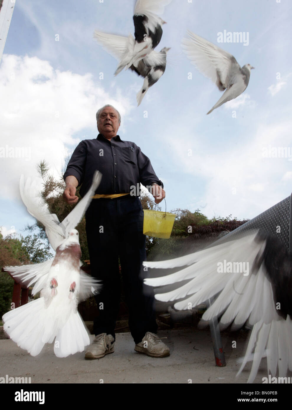 gerard gilbert of wembley london with some of his birds Stock Photo - Alamy