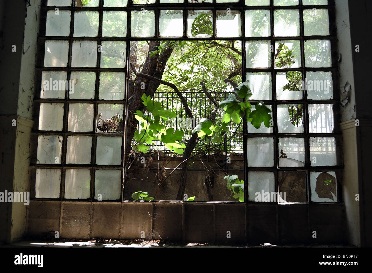 Tree growing through the broken windows of an abandoned factory Stock ...