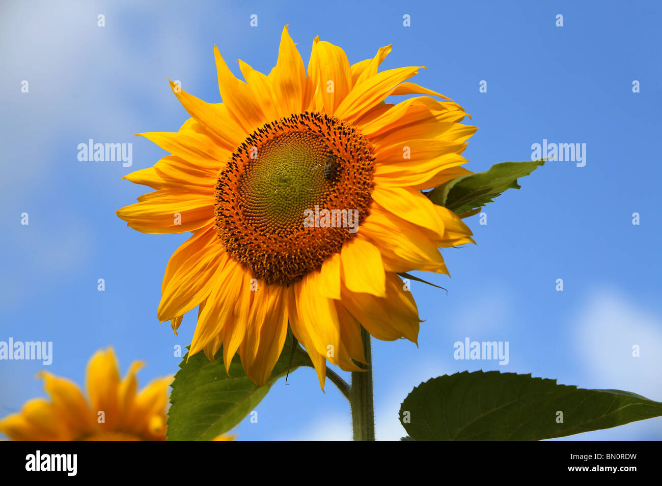 Sunflower florets hi-res stock photography and images - Alamy
