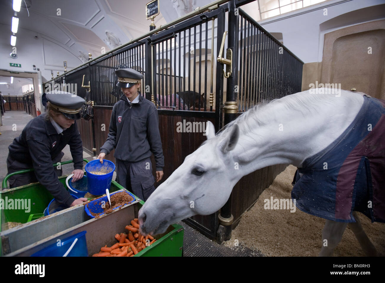 Horse feeding time at the Spanish Riding School Stables Vienna, Austria ...