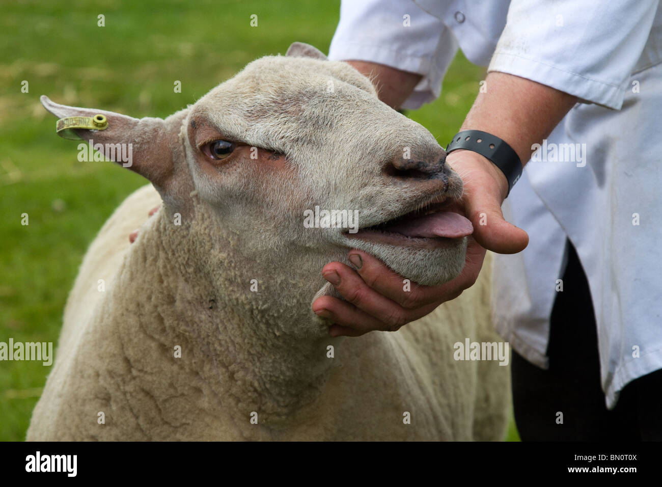 Prize winning sheep hi-res stock photography and images - Alamy