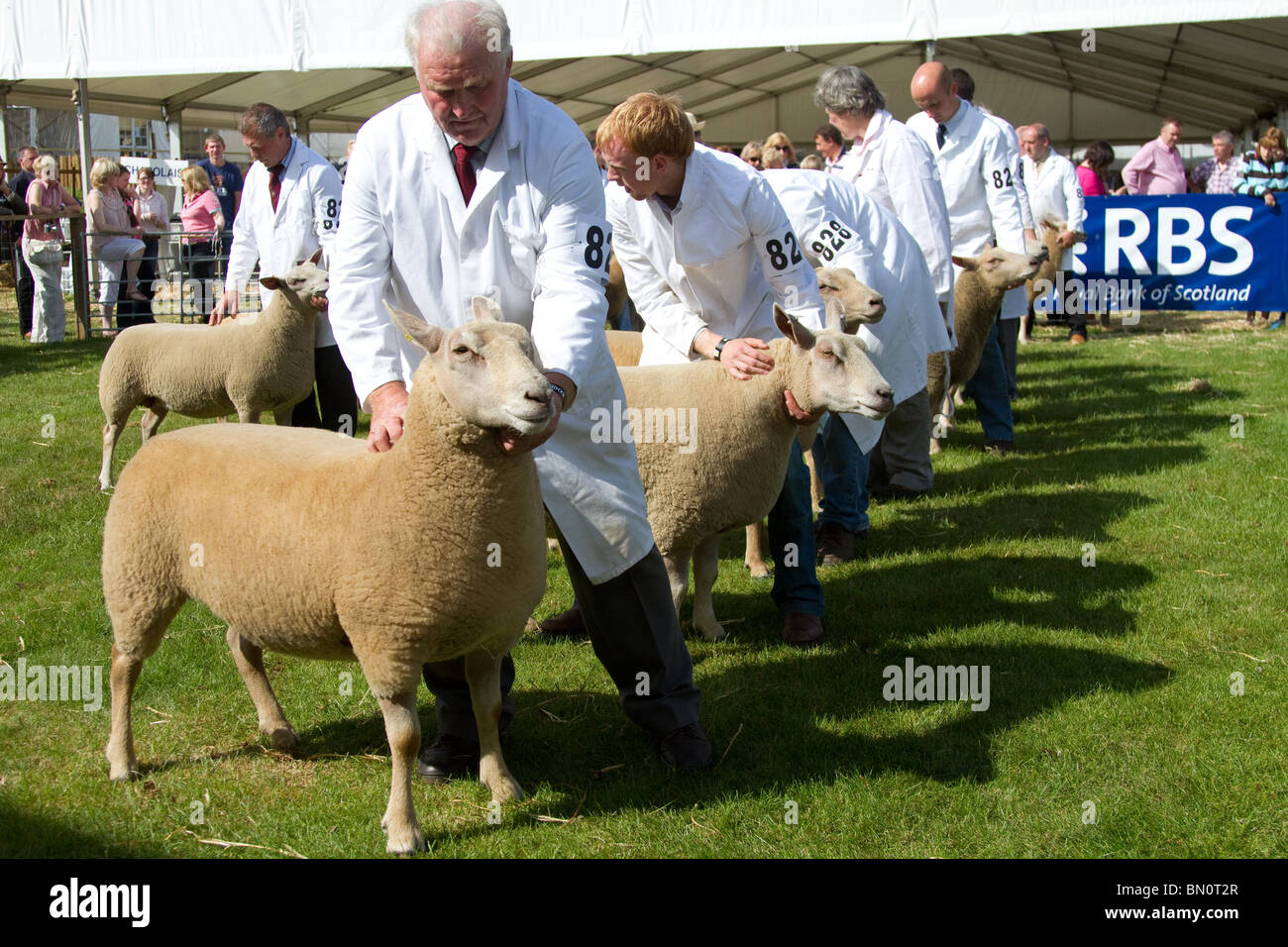 Best of breed white-face Texel prize-winning sheep at summer ...