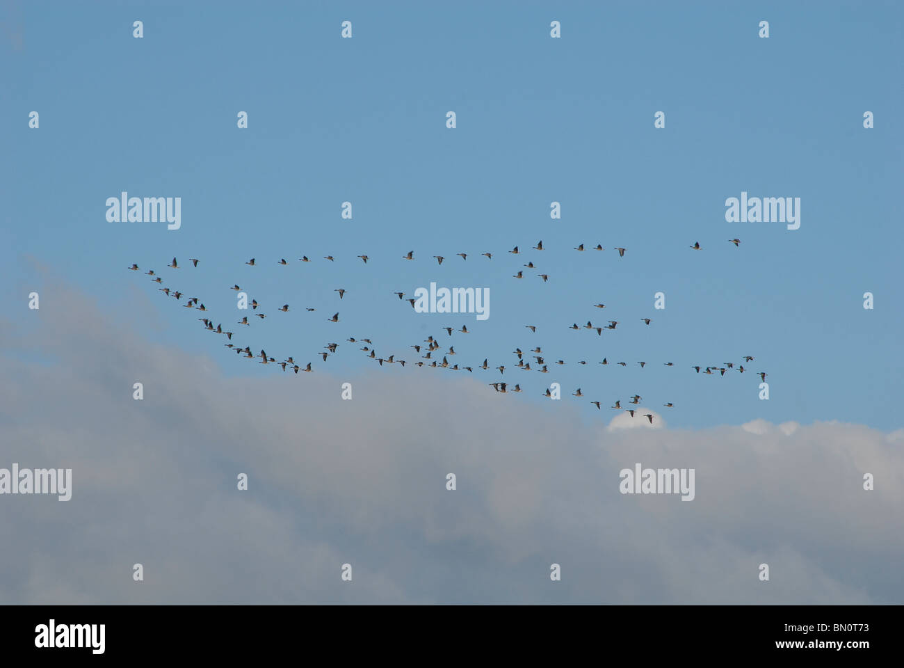 Birds flight formation hi-res stock photography and images - Alamy