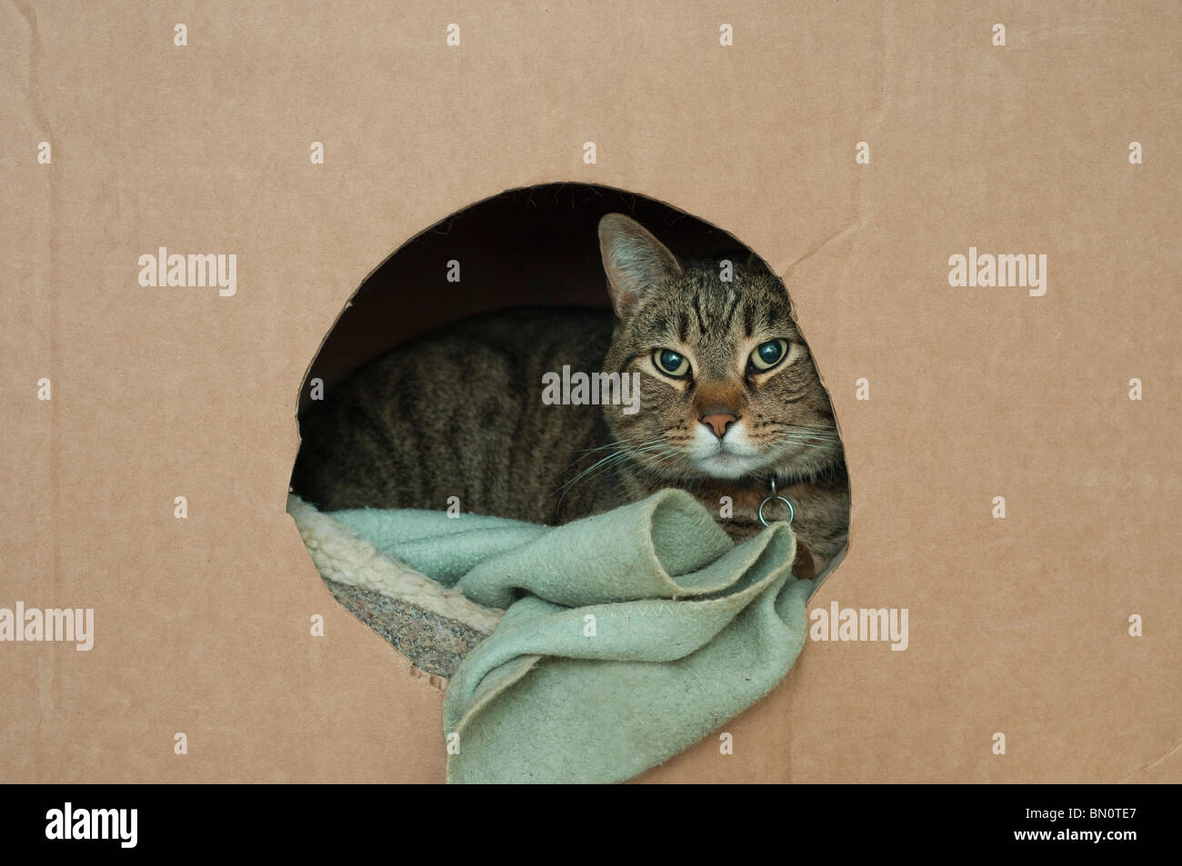Cat inside a box hi-res stock photography and images - Alamy