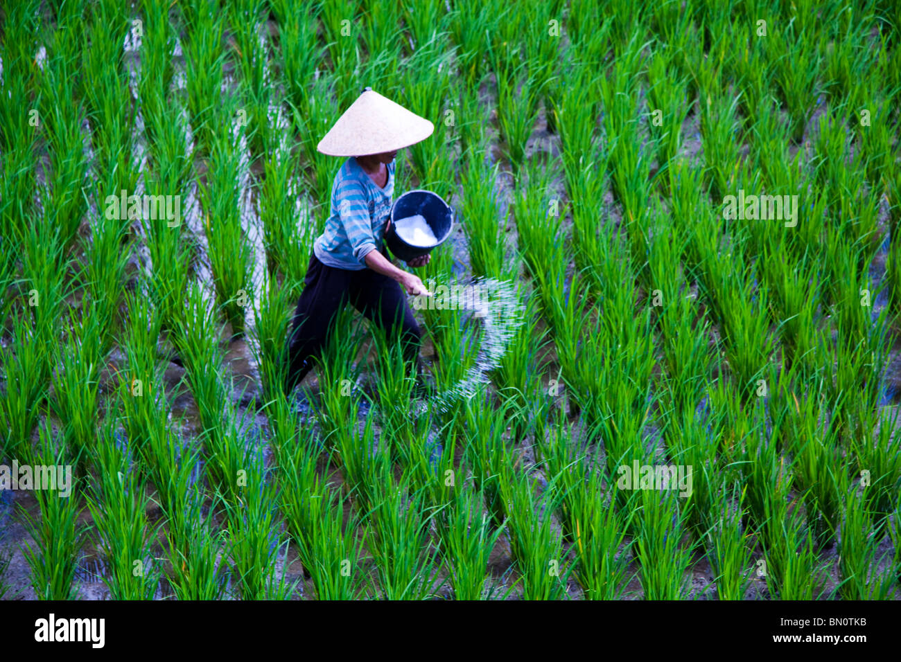 Asian Rice Farmers
