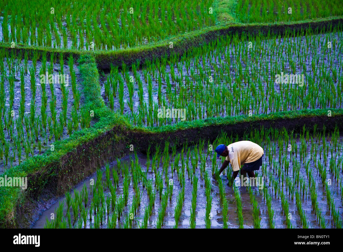 Farmers planting rice in paddy High Resolution Stock Photography and ...