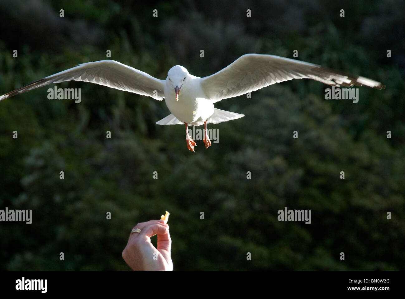 Seagull pukerua bay hi-res stock photography and images - Alamy
