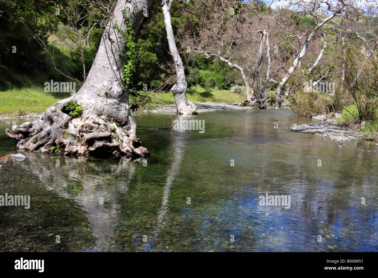 Sycamores line Alameda Creek as it flows through the Sunol Regional ...