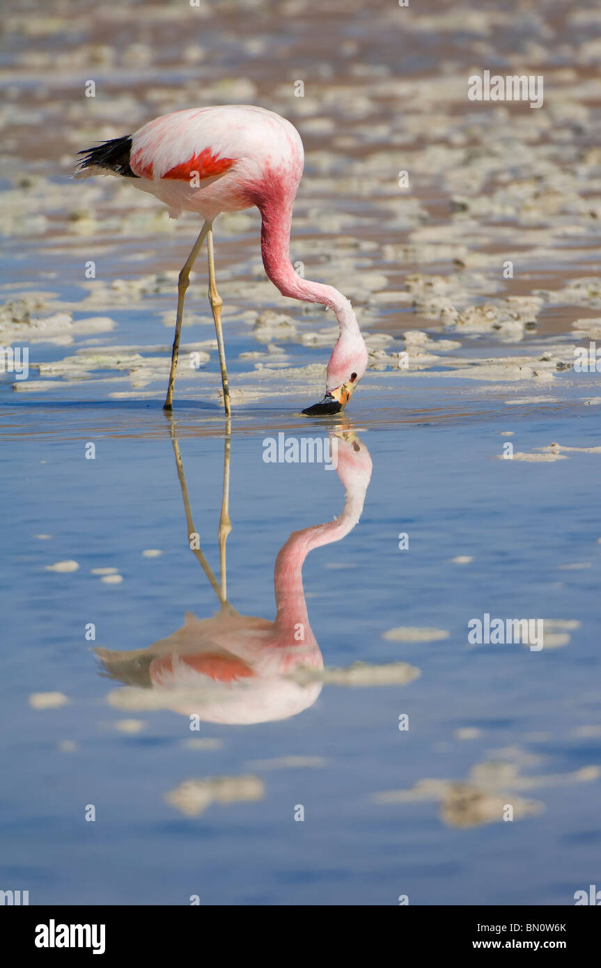 Andean Flamingo (Phoenicopterus andinus), Laguna Hedionda, Potosi ...