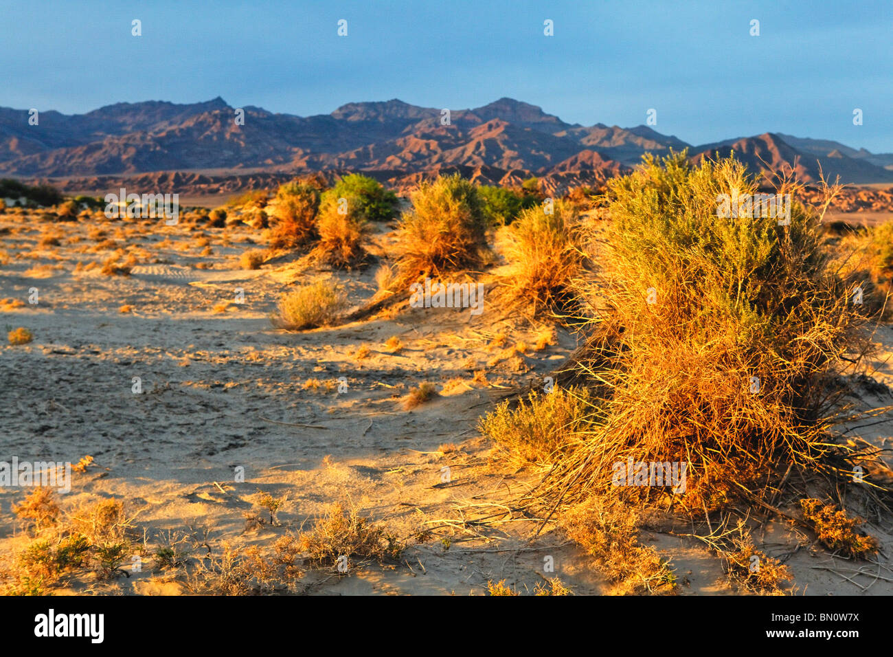 Devils grass hi-res stock photography and images - Alamy