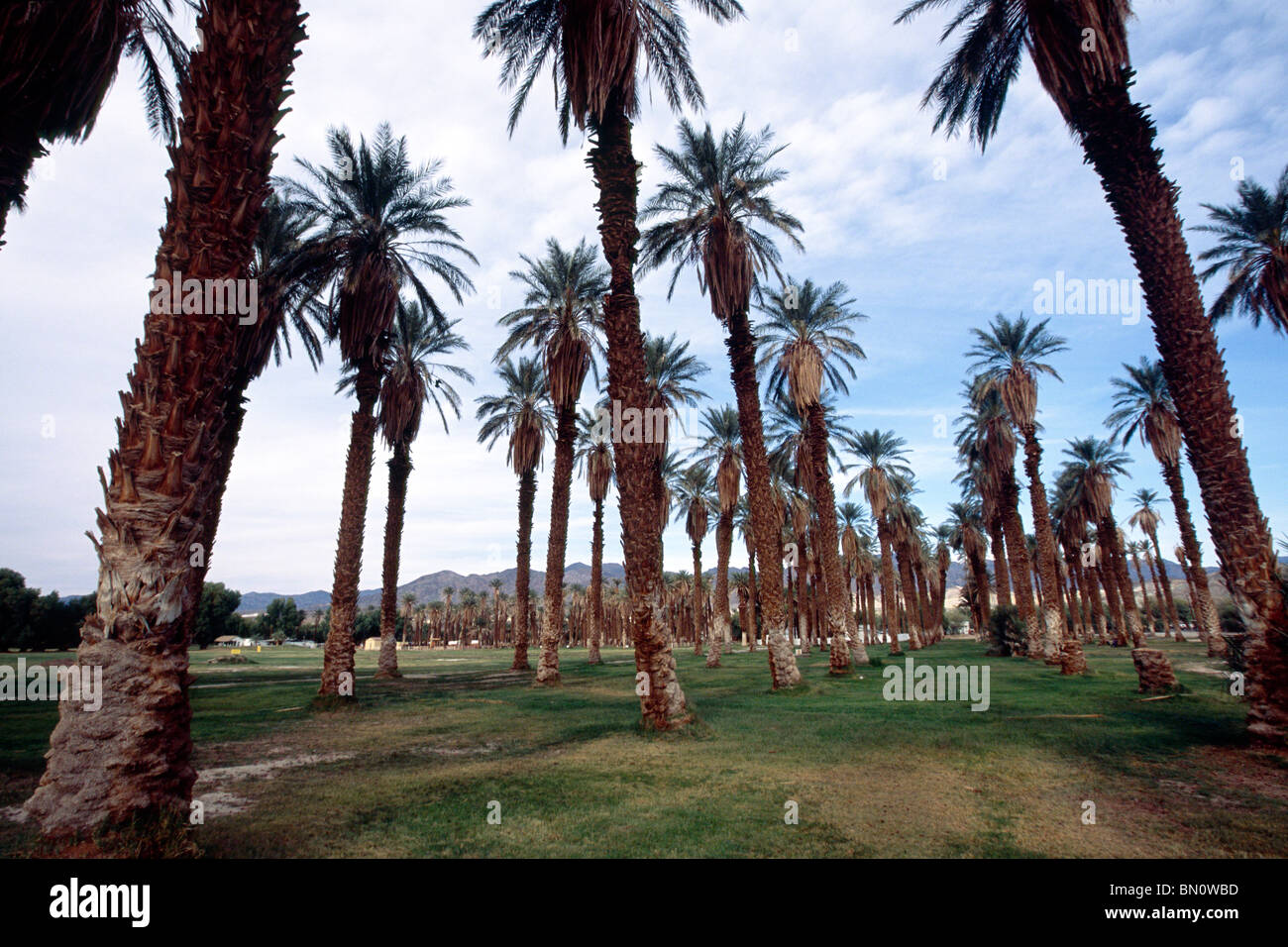 Low Angle View of Date Palm Trees, Furnace Creek, Death Valley ...