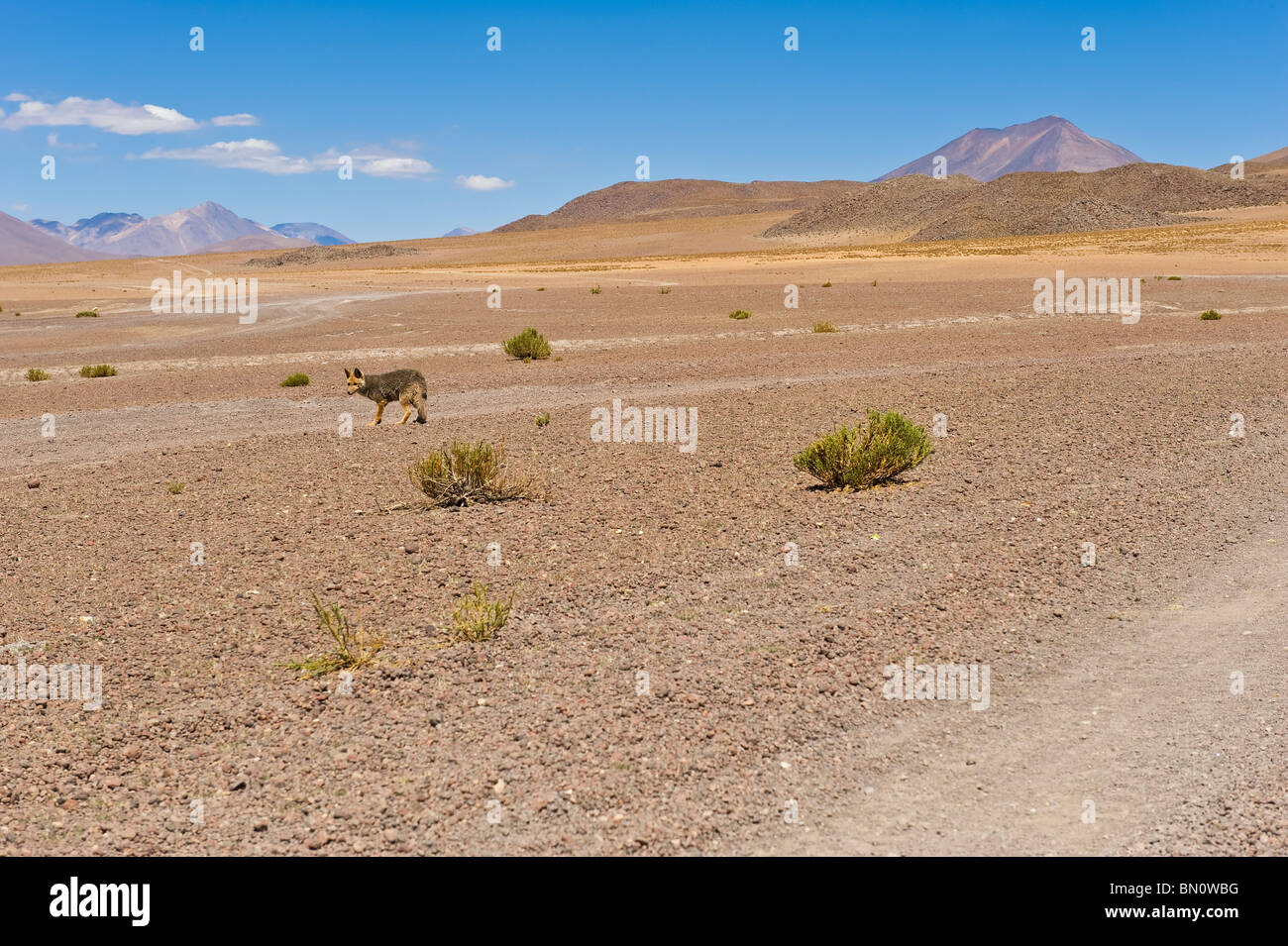 South American Grey Fox (Lycalopex griseus) also known as Patagonian ...