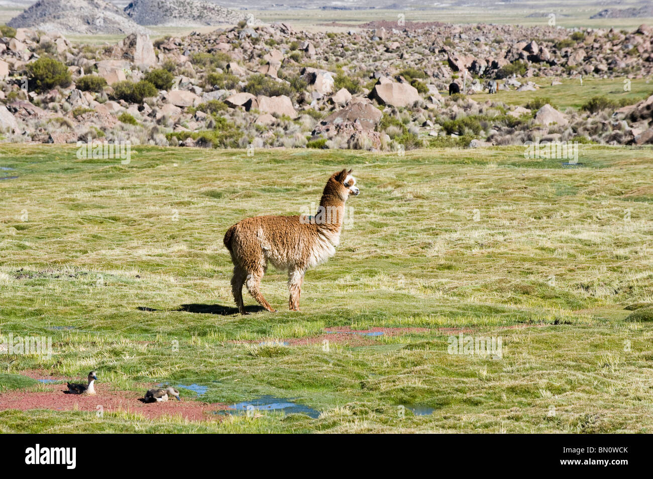 Alpaca (Lama pacos), Camelidae family, Lauca National Park, Arica and ...