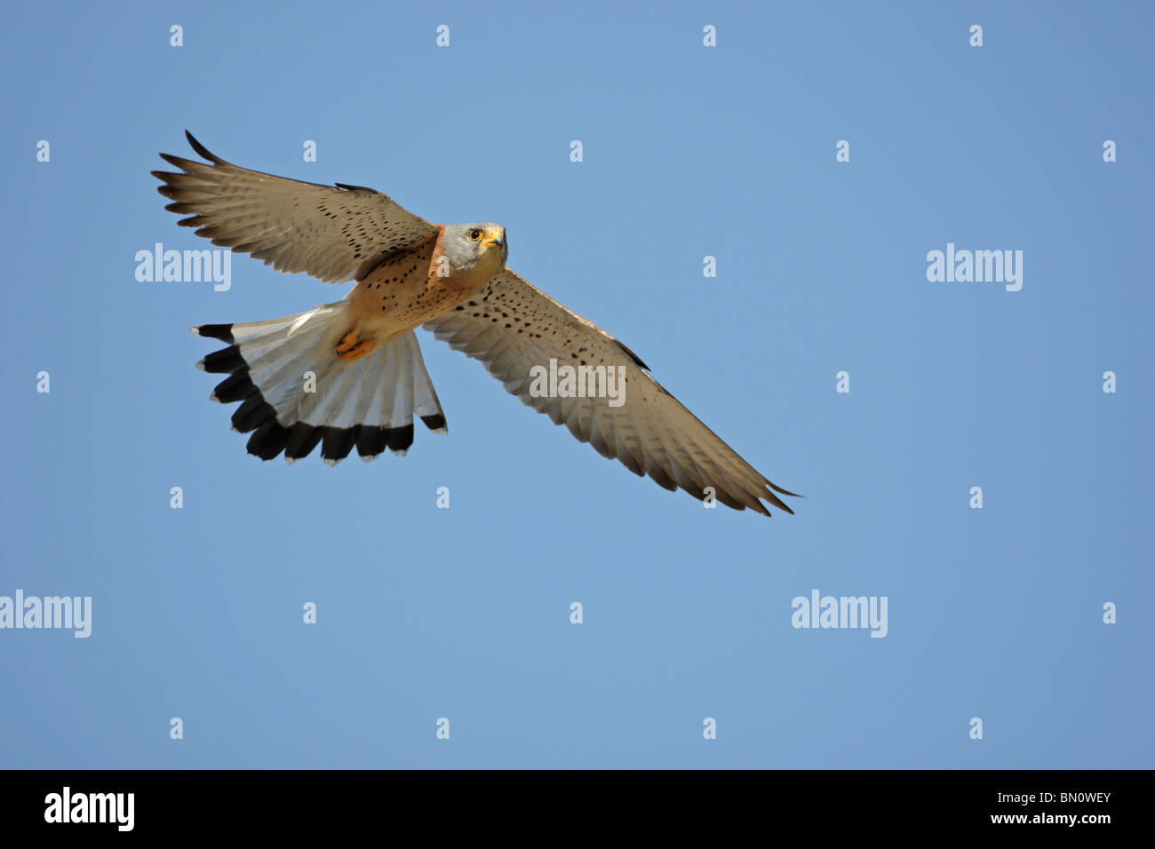 Lesser Kestrel, male, Falko naumanni, Rötelfalke, Greece Stock Photo ...