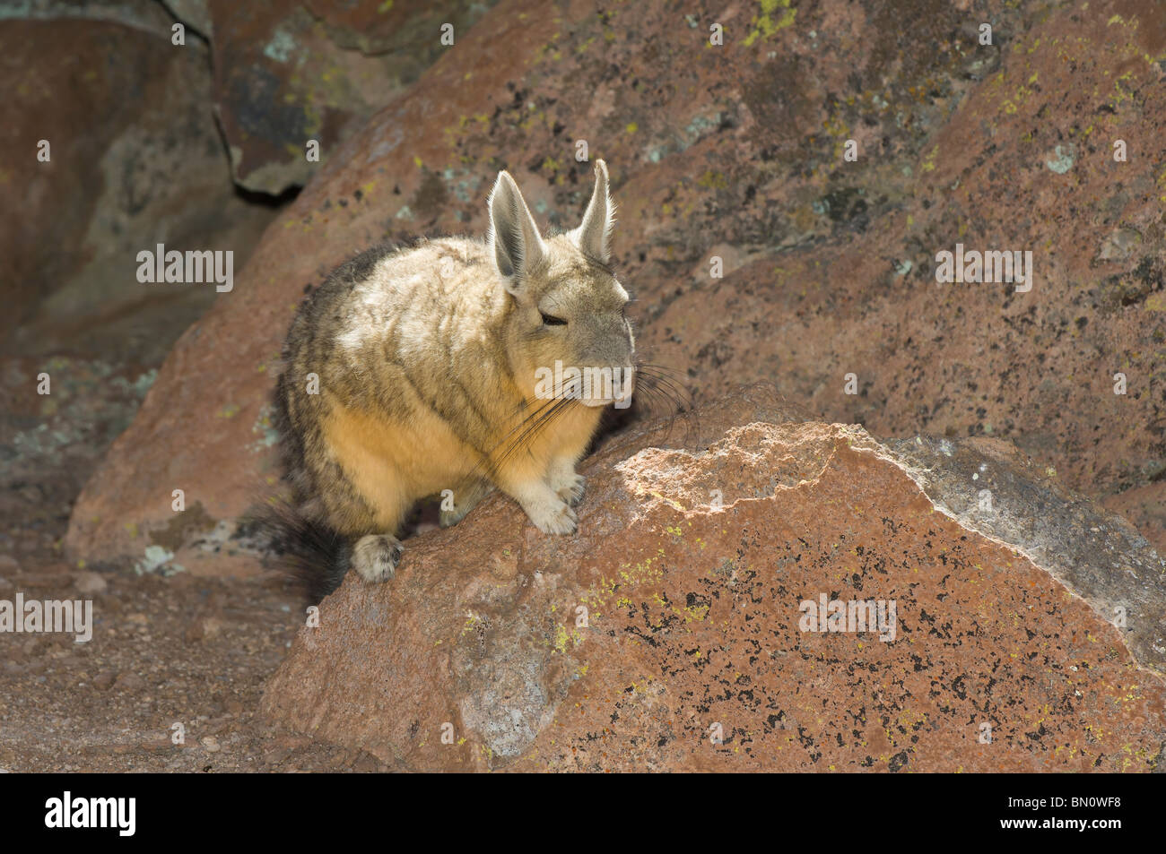 Southern Viscacha or Mountain Viscacha (Lagidium viscacia Stock Photo ...