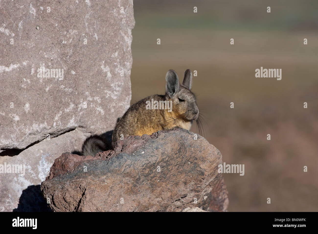 Southern Viscacha or Mountain Viscacha (Lagidium viscacia Stock Photo ...