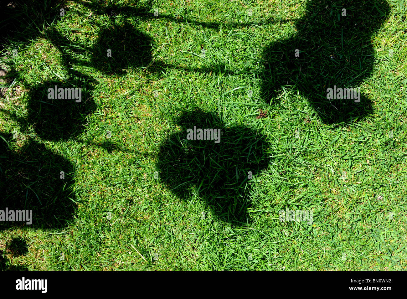 Oriental Poppy flowers cast shadows on to a grass lawn about to flower ...