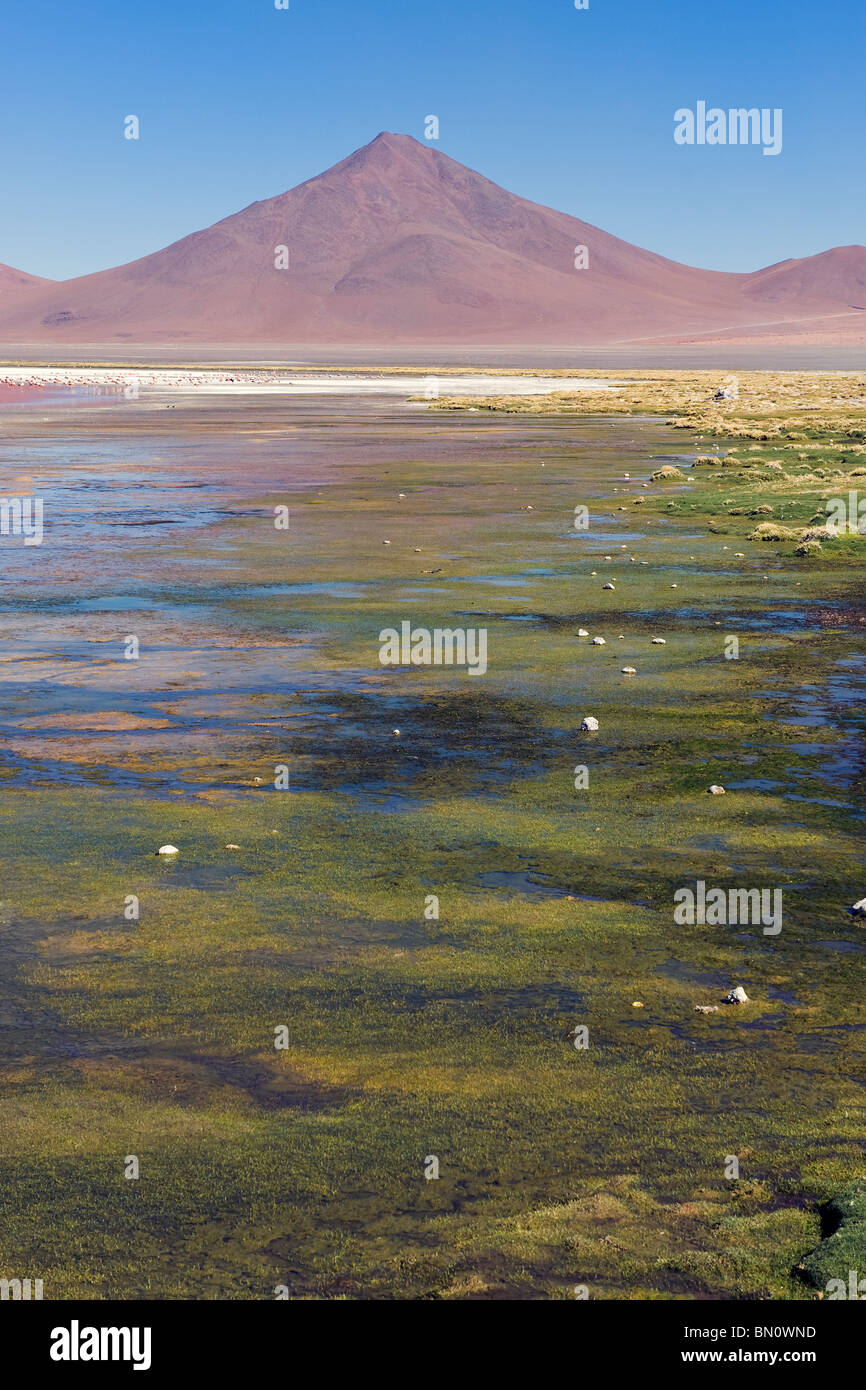 Laguna Colorada, Red Lagoon, Altiplano Shallow Salt Lake, Potosi ...