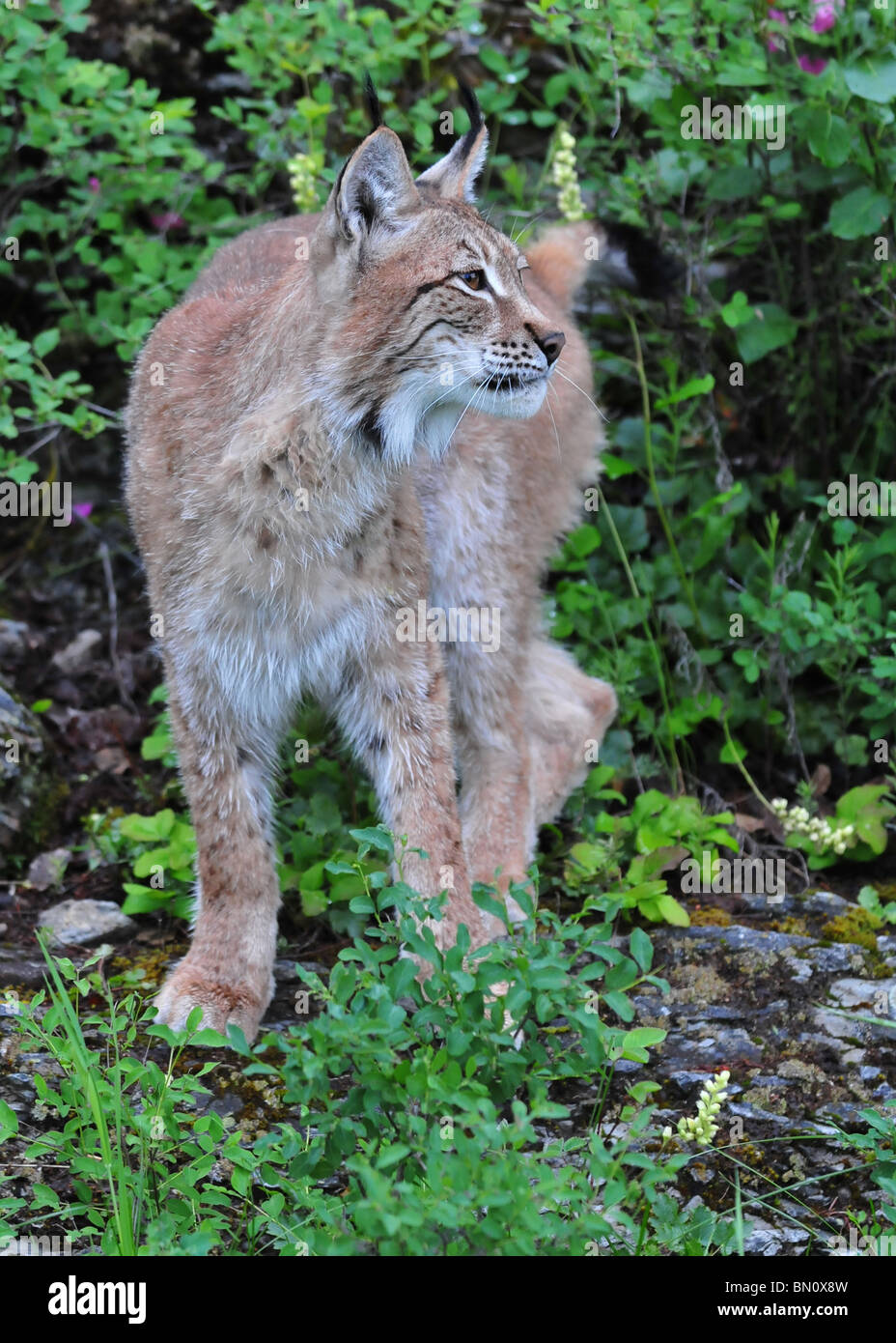Eurasian lynx lynx lynx male hi-res stock photography and images - Alamy