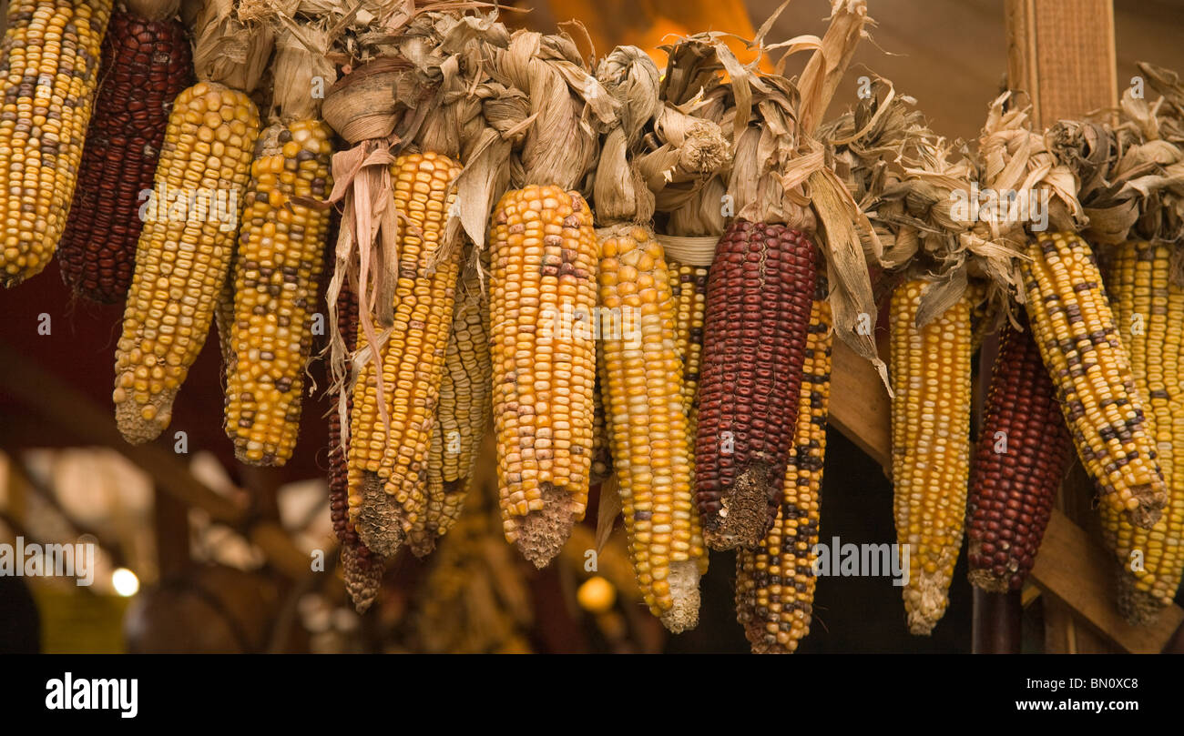 Different kinds of corn cobs hunged on a market stall Stock Photo - Alamy