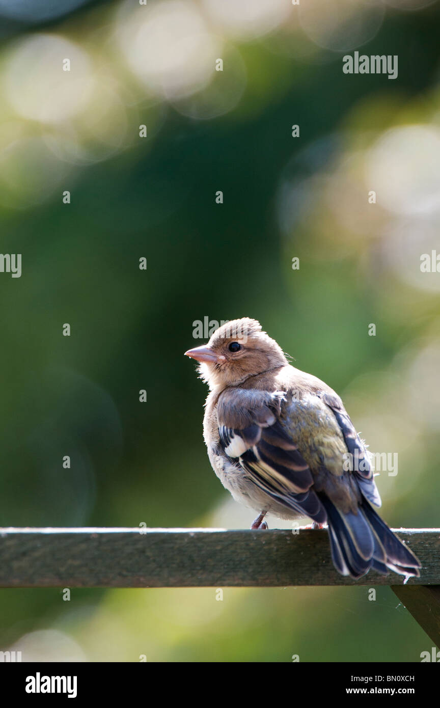 Young chaffinch hi-res stock photography and images - Alamy