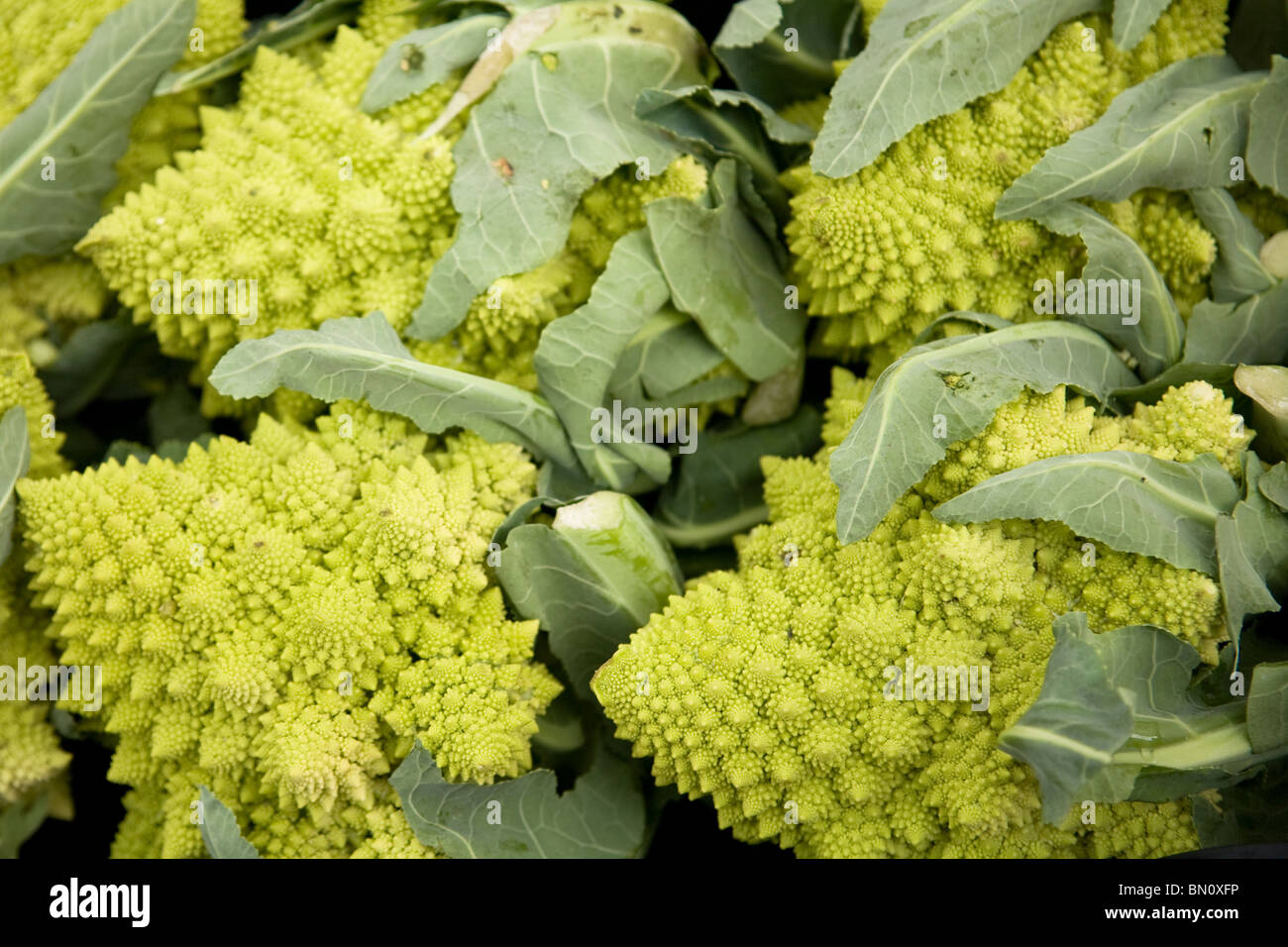 Cabbage stalk hi-res stock photography and images - Alamy