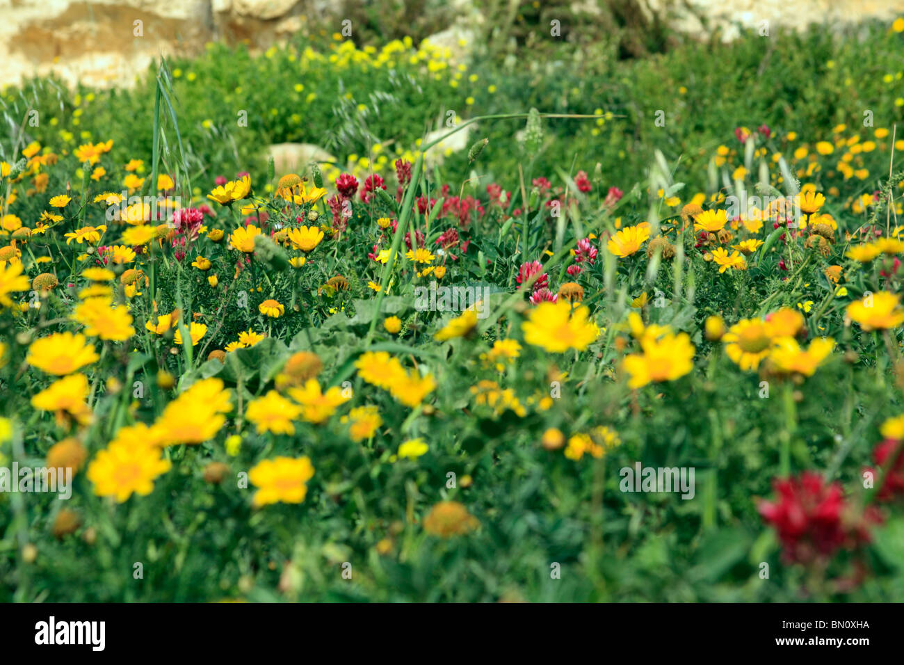 Gozo malta wild flowers hi-res stock photography and images - Alamy
