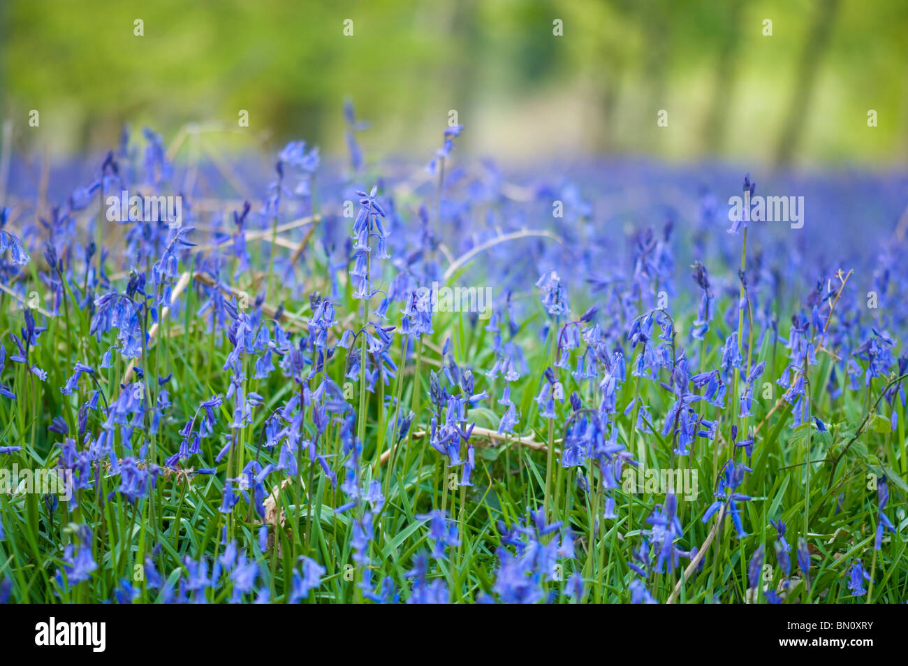 Woodland blue bell hi-res stock photography and images - Alamy