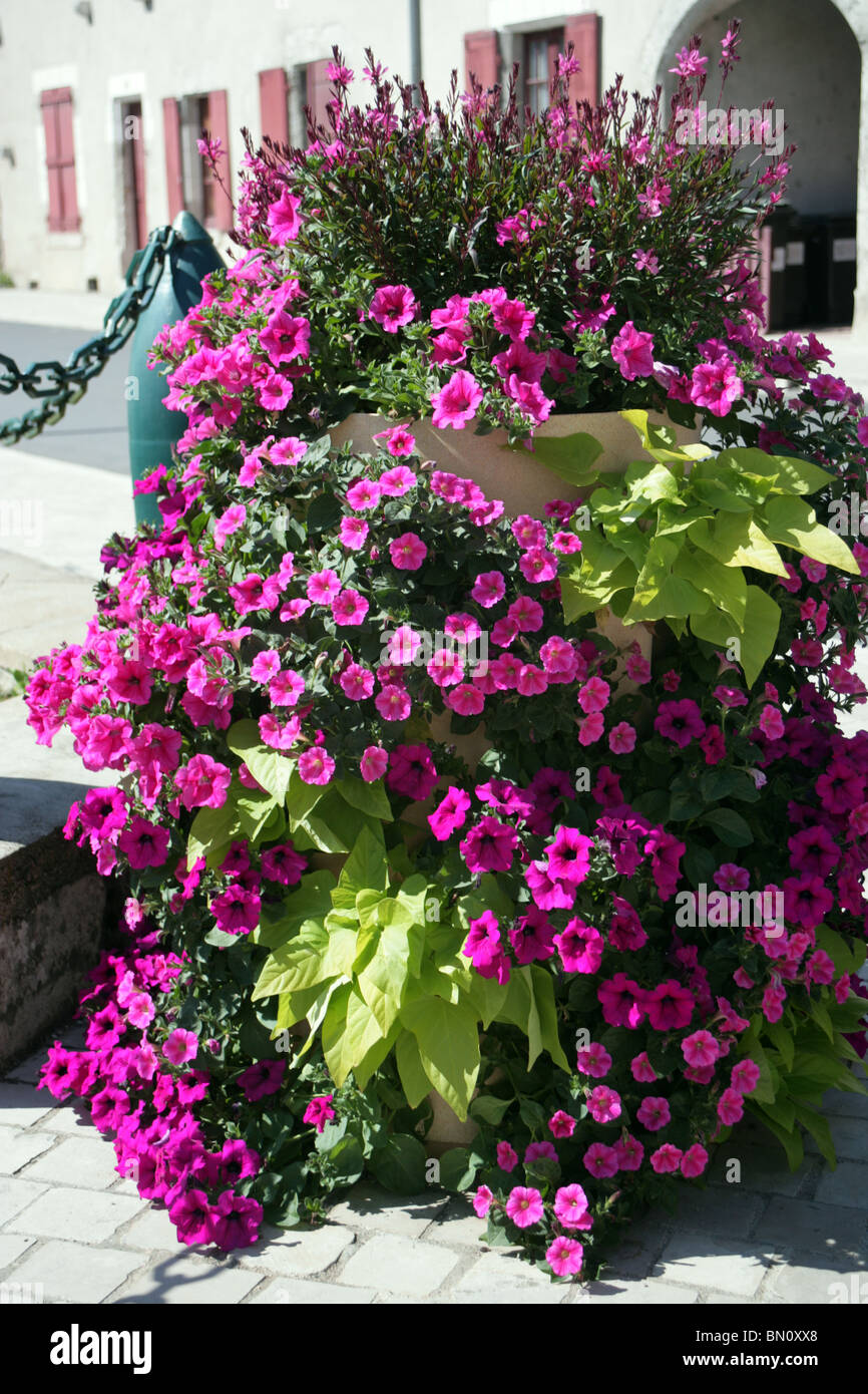 Urban floral display hi-res stock photography and images - Alamy