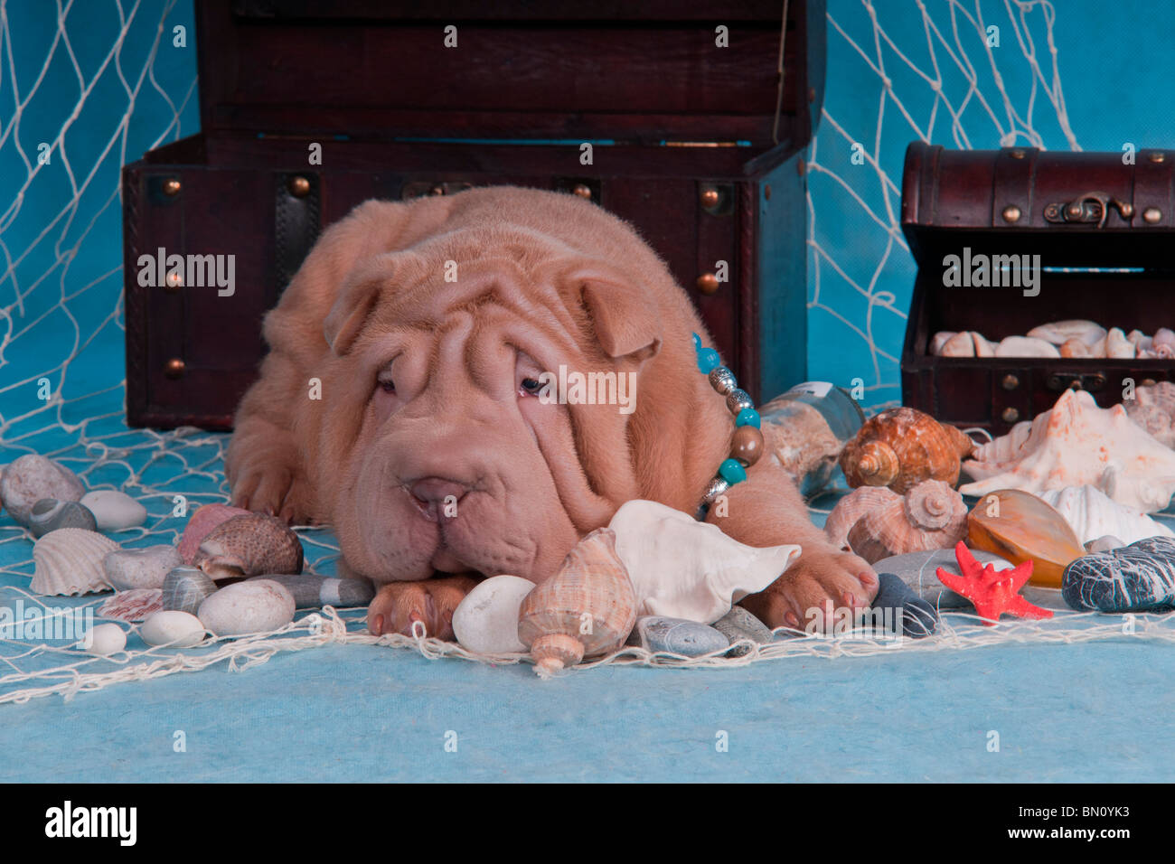 Nice Treasure Hidden in the Trunk Stock Photo - Alamy