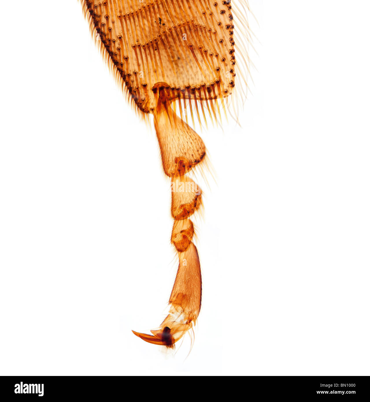 Honey Bee, leg Stock Photo - Alamy