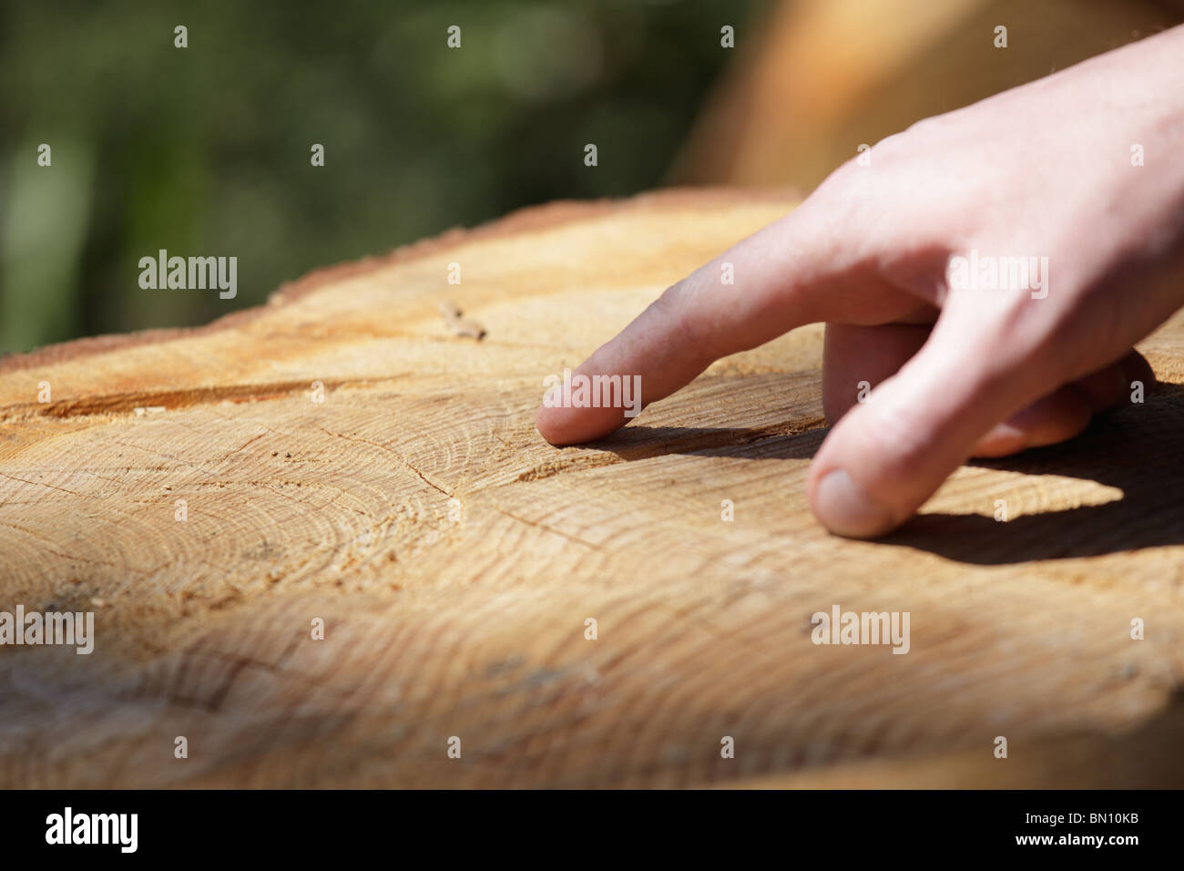 Hand counting tree rings hi-res stock photography and images - Alamy Hand counting tree rings hi-res stock photography and images - Alamy