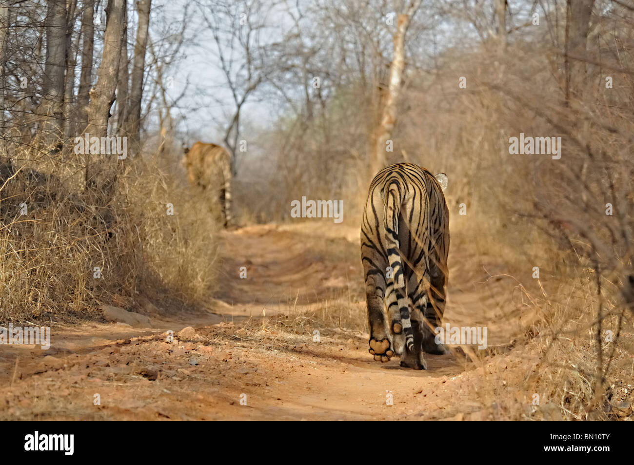 A mating pair of two tigers on a jungle track in Ranthambore national ...