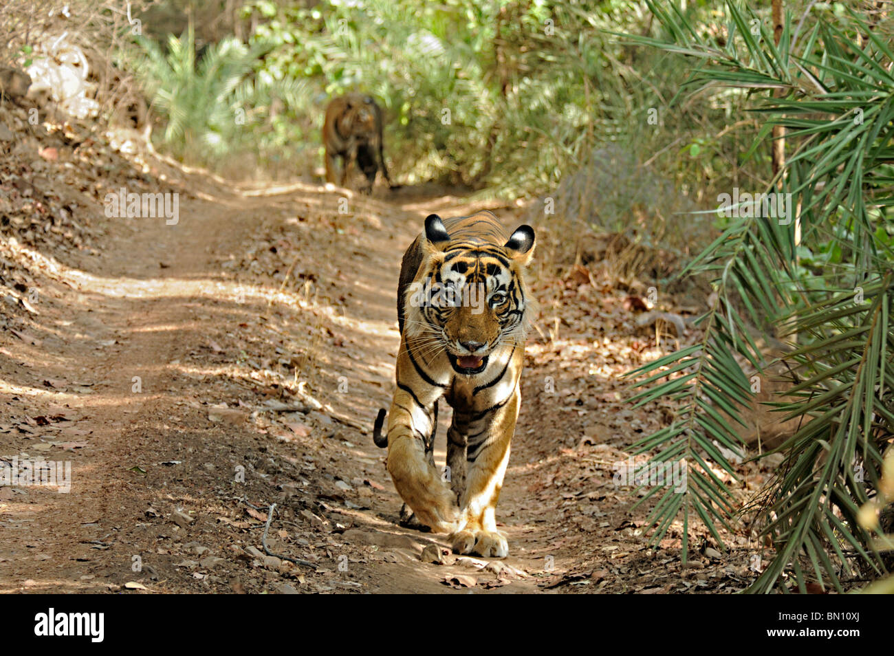 A mating pair of two tigers on a jungle track in Ranthambore national ...