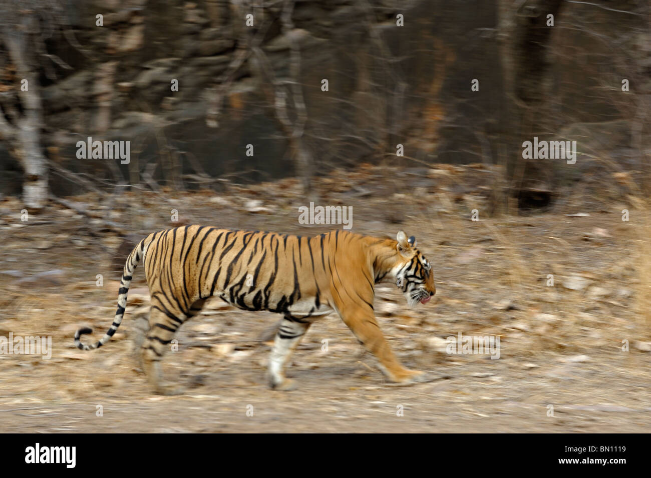 Tiger moving hi-res stock photography and images - Alamy