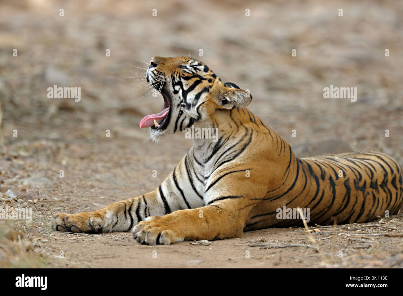 Tiger sitting on the ground and yawning in Ranthambhore tiger reserve ...