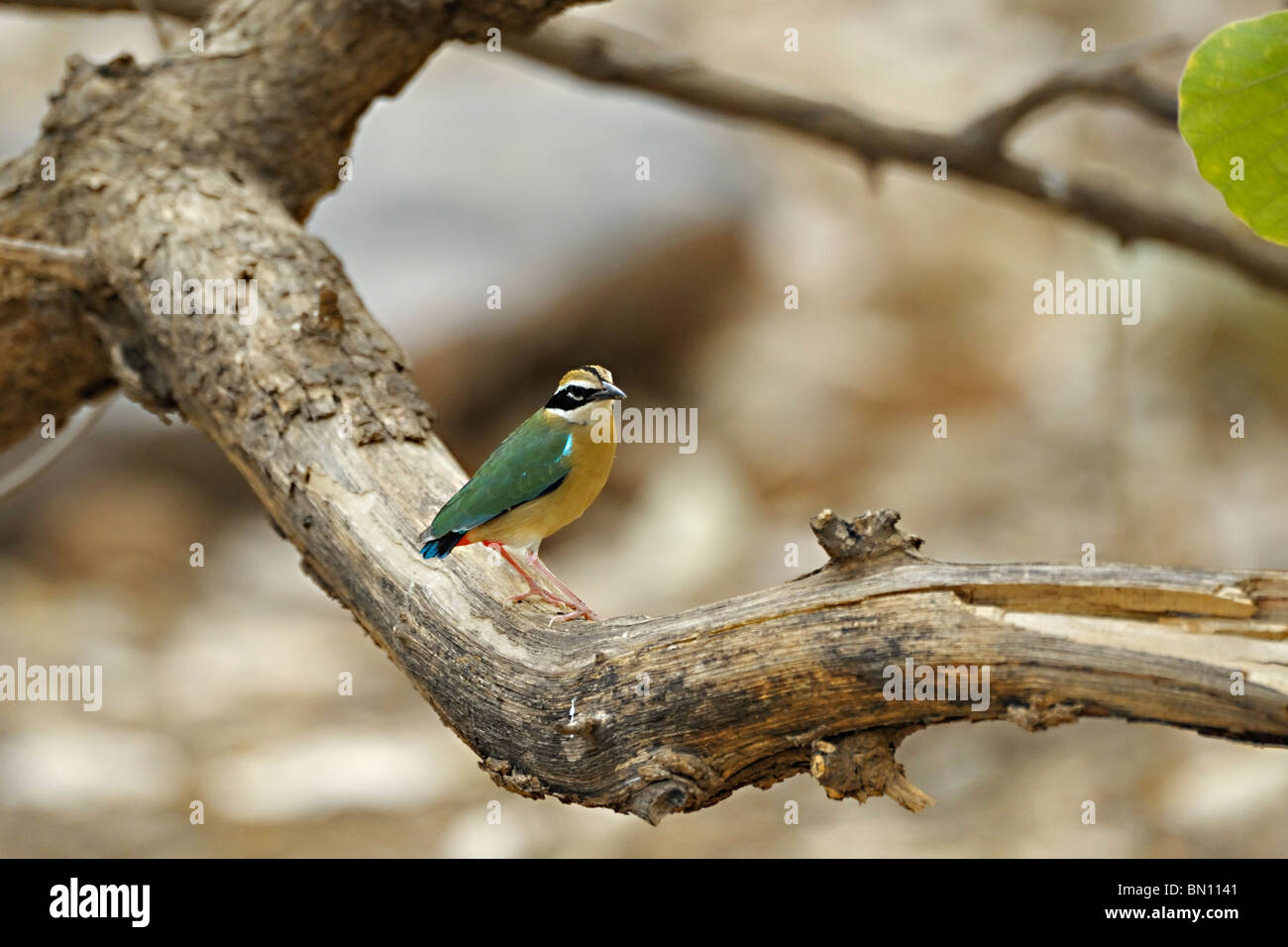 Indian Pitta (Pitta brachyura) sitting on a branch of a tree in ...