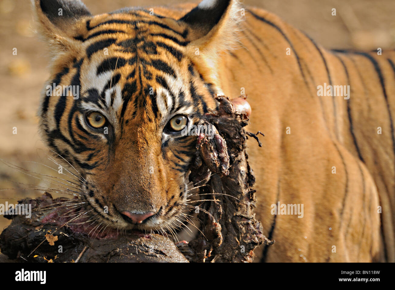 Tiger Eating Meat High Resolution Stock Photography and Images - Alamy