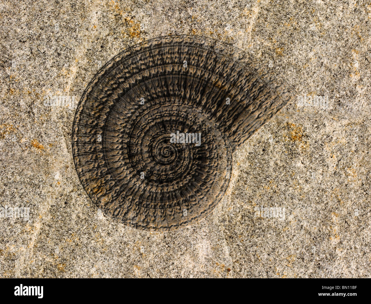 Fossil imprint ammonite shell sea hi-res stock photography and images ...