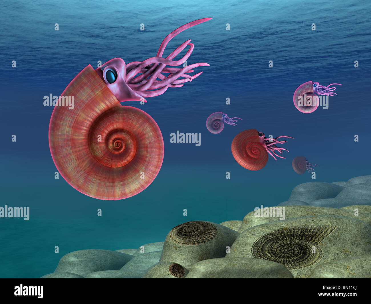 Illustration of ammonites swimming in the sea Stock Photo - Alamy