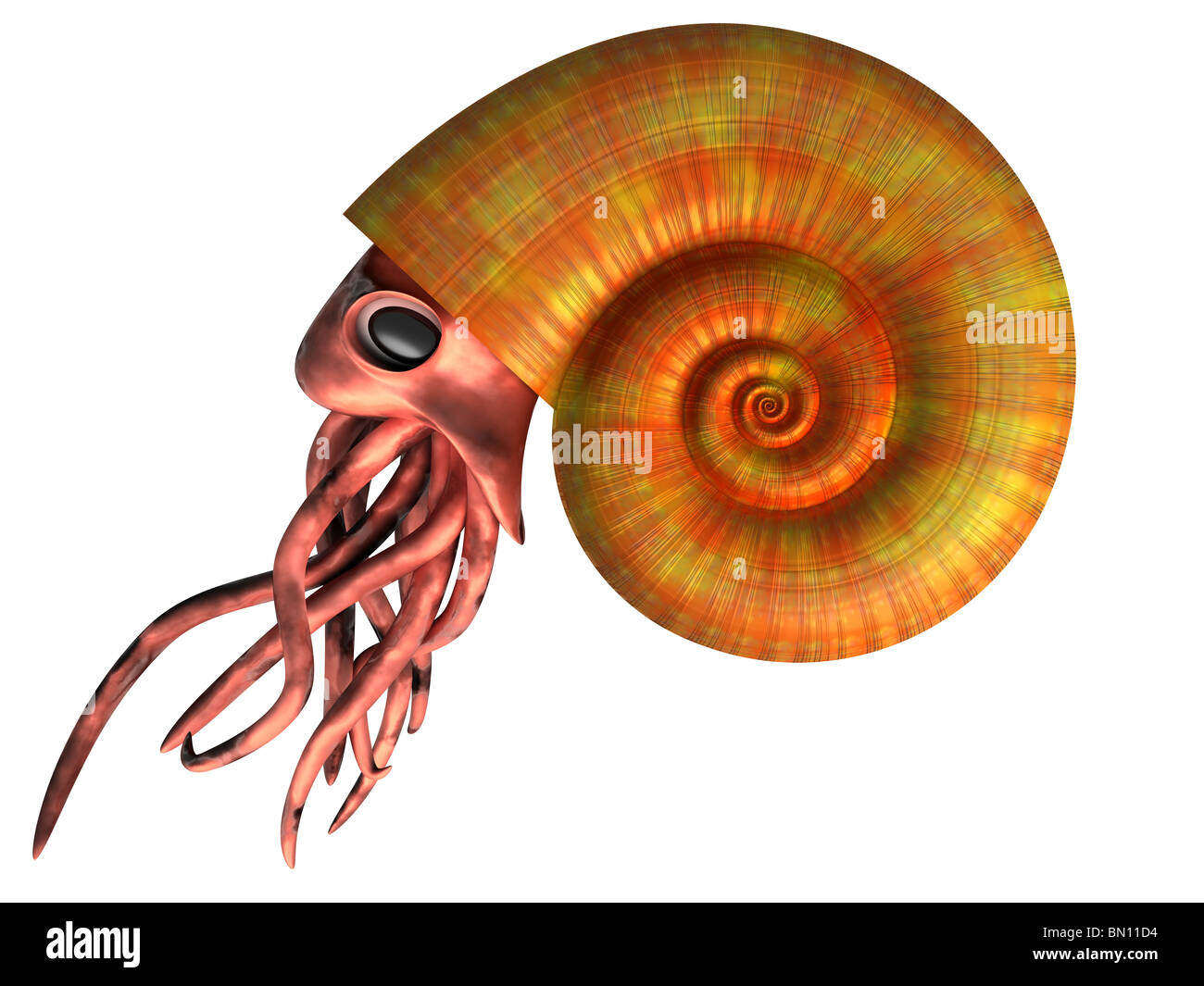 Ammonite hi-res stock photography and images - Alamy