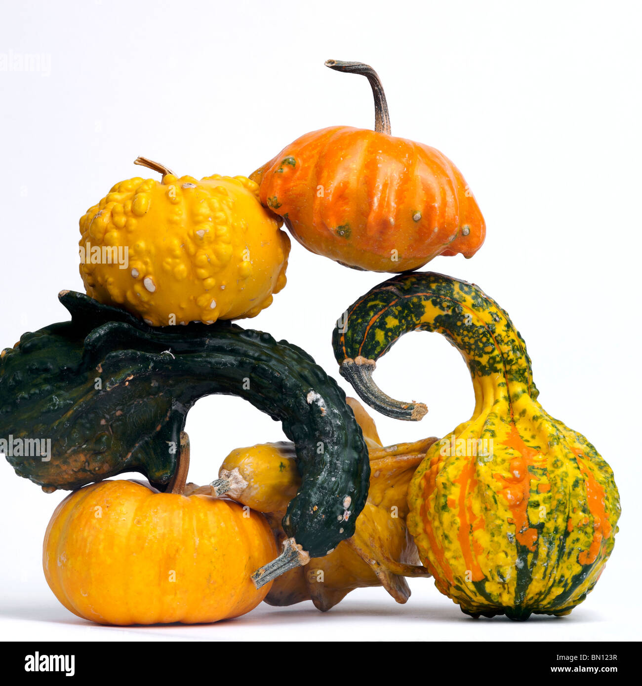 Pile of gourds / squash in studio Stock Photo - Alamy